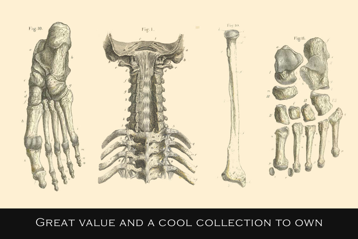 100 Vintage Medical Illustrations | Deeezy