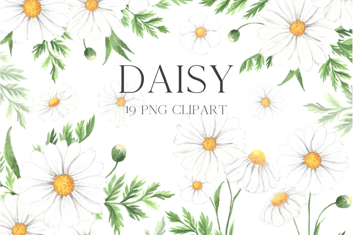Watercolor Daisy Flower clipart | Deeezy