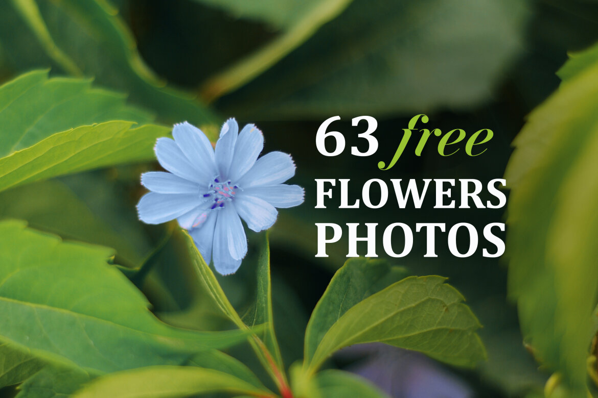 63 Free Photos - Flowers | Deeezy