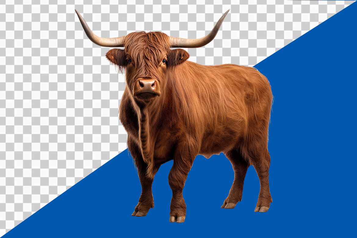 Scottish highland cow on transparent background PNG image | Deeezy