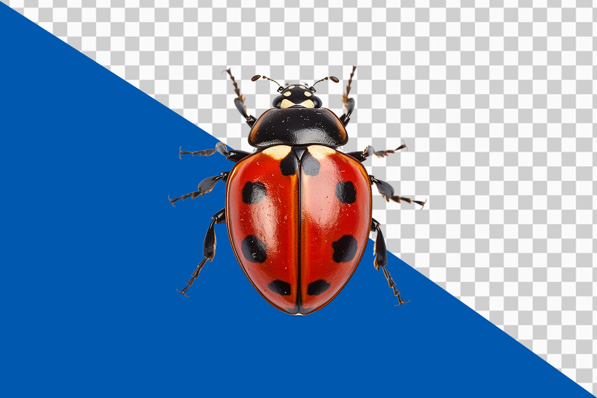 Ladybug on transparent background PNG image | Deeezy