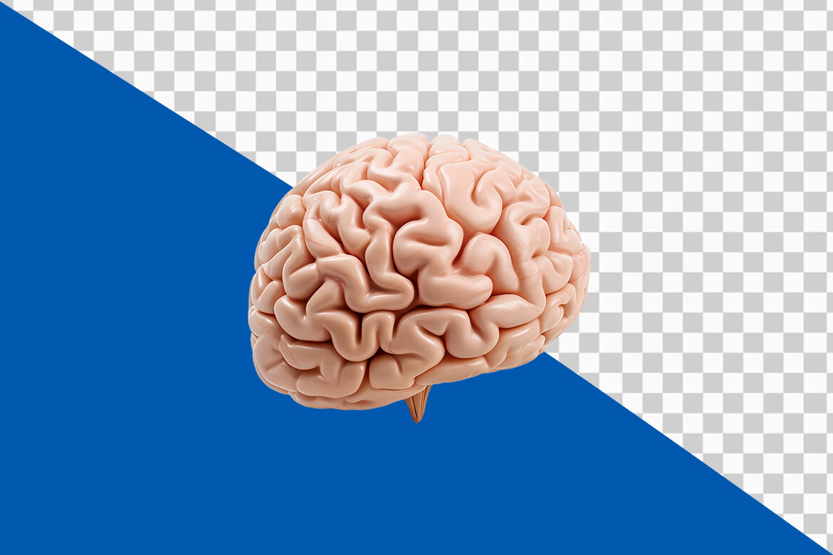 3d human brain isolated on transparent background PNG image | Deeezy