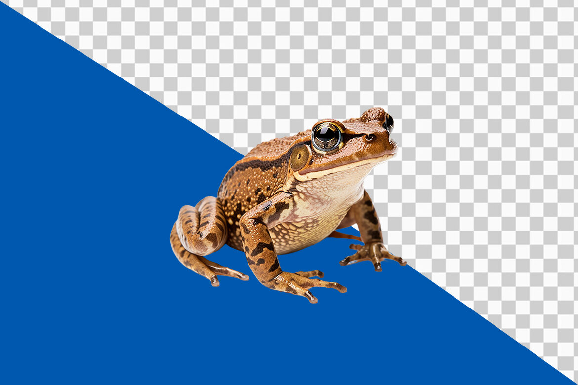 Frog on transparent background PNG image | Deeezy