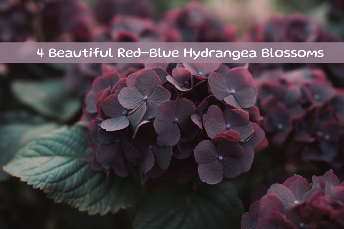 Beautiful Red-blue Hydrangea Blossoms | Deeezy